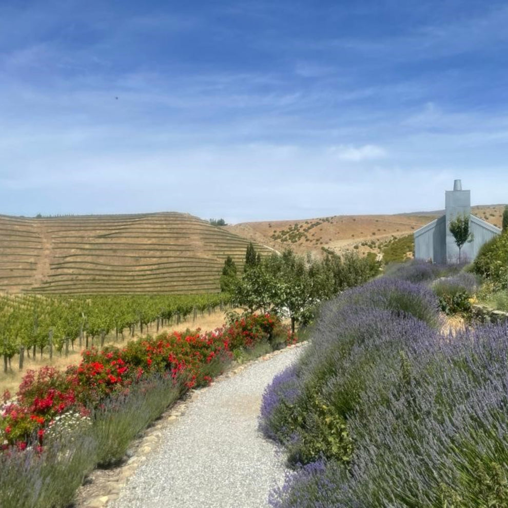 Domaine Thomson Explorer Pinot Noir 2023 Central Otago New Zealand 750 ...